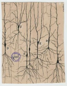 The neuron forest – StrokeCarer